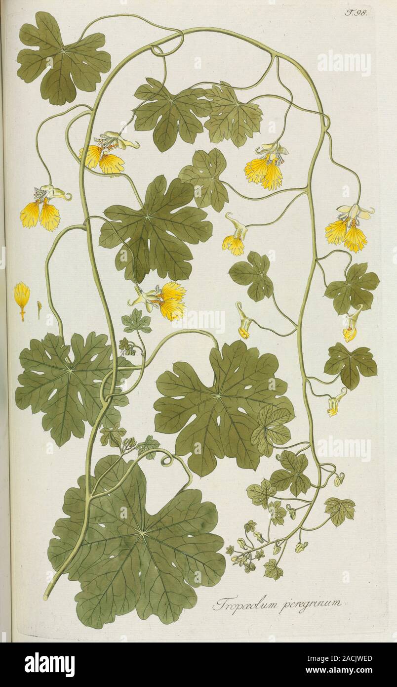 Canary creeper (Tropaeolum peregrinum). Illustration from 'Plantarum ...