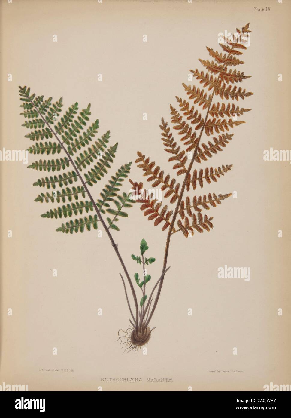Notholaena marantae fern. Illustration from 'Madeira Flowers, Fruits ...