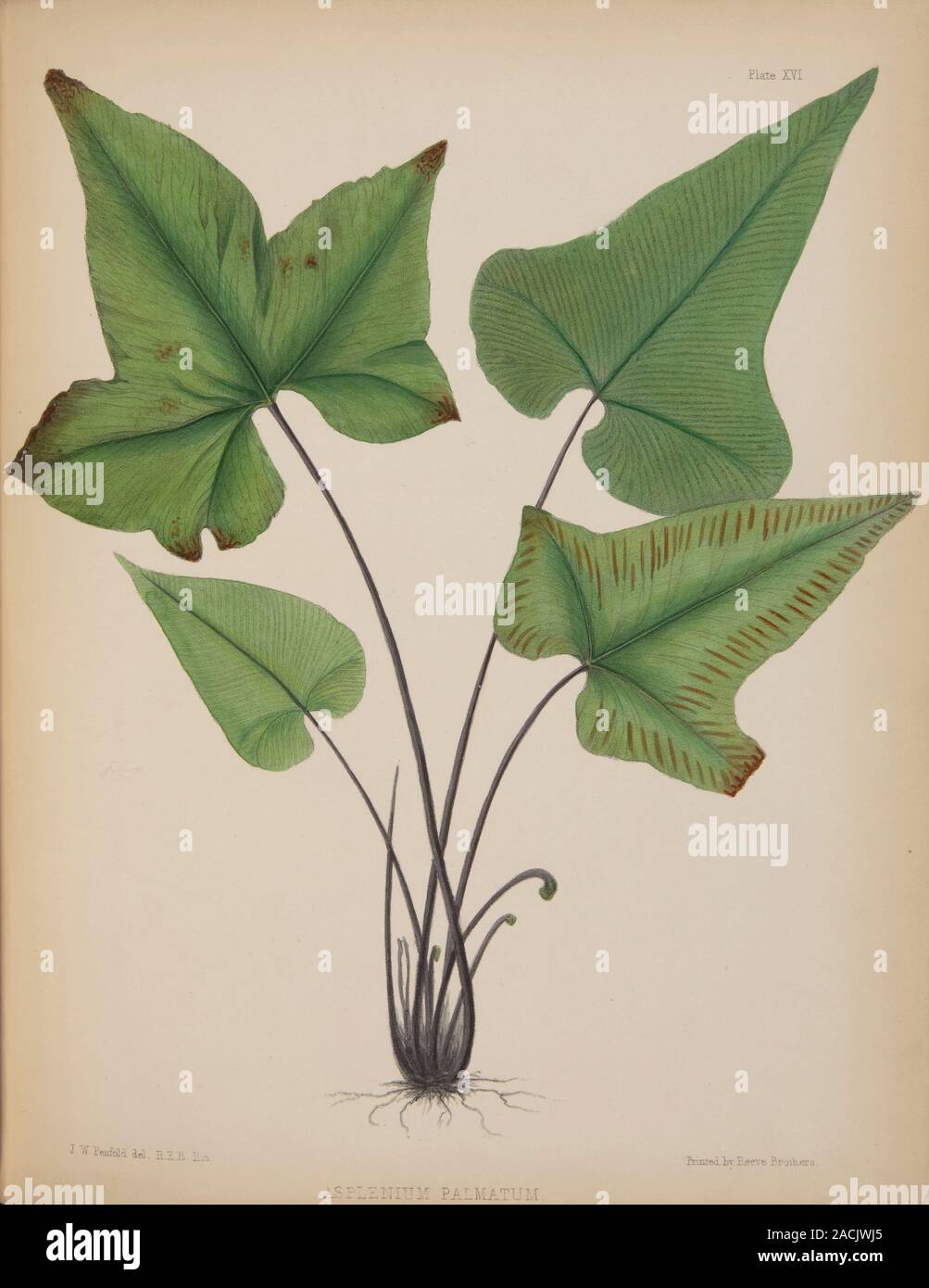 Asplenium palmatum fern. Illustration from 'Madeira Flowers, Fruits and ...