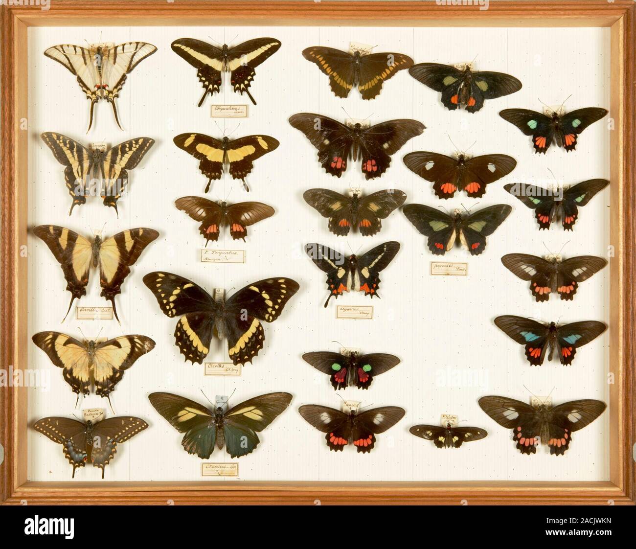 Wallace Collection butterfly specimens. Drawer containing butterflies ...