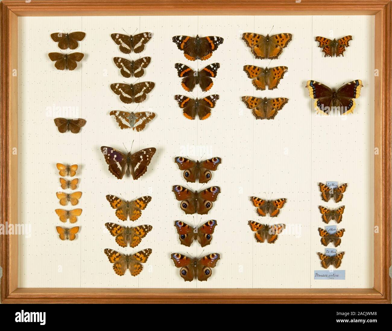 Wallace Collection butterfly specimens. Drawer containing butterflies ...