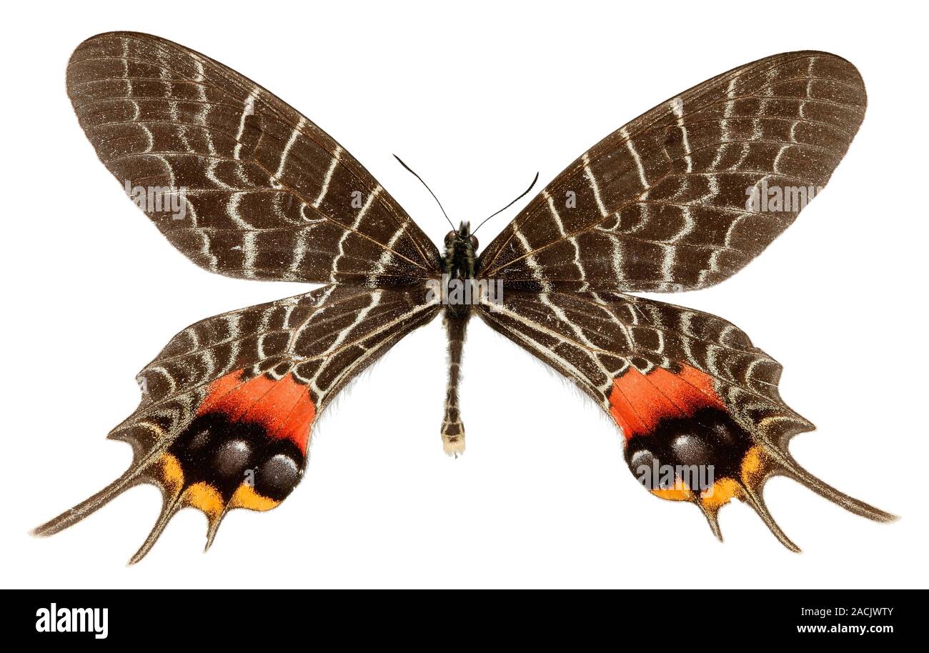 Bhutanitis lidderdalei. This rare butterfly is native to Thailand. This ...