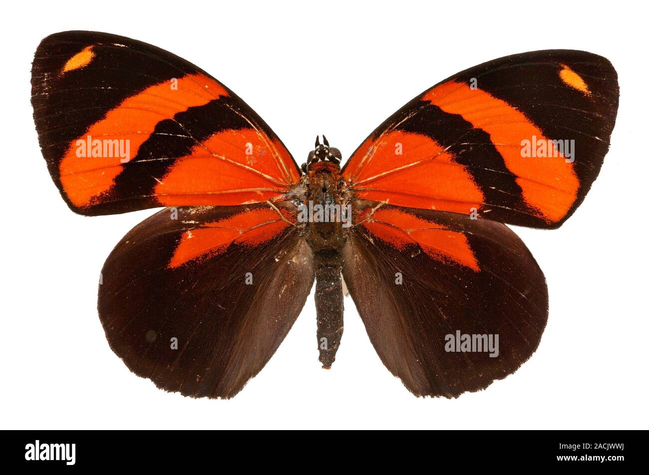 Catagramma cynosura. This rare butterfly is native to Peru. This ...