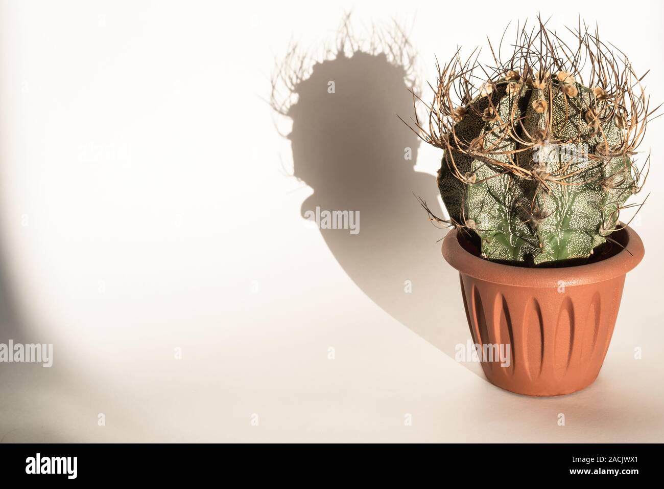 Cactus with big thorns and its shadow on white background Stock Photo ...