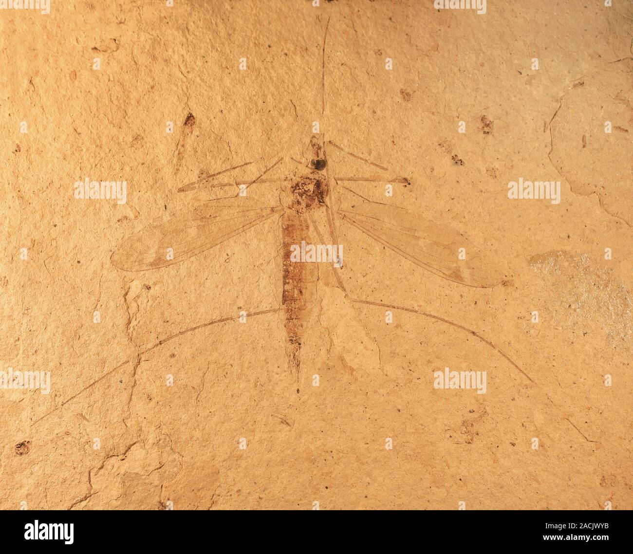 Florissant Formation insect fossil. Fossil of a Tipula cranefly from a ...