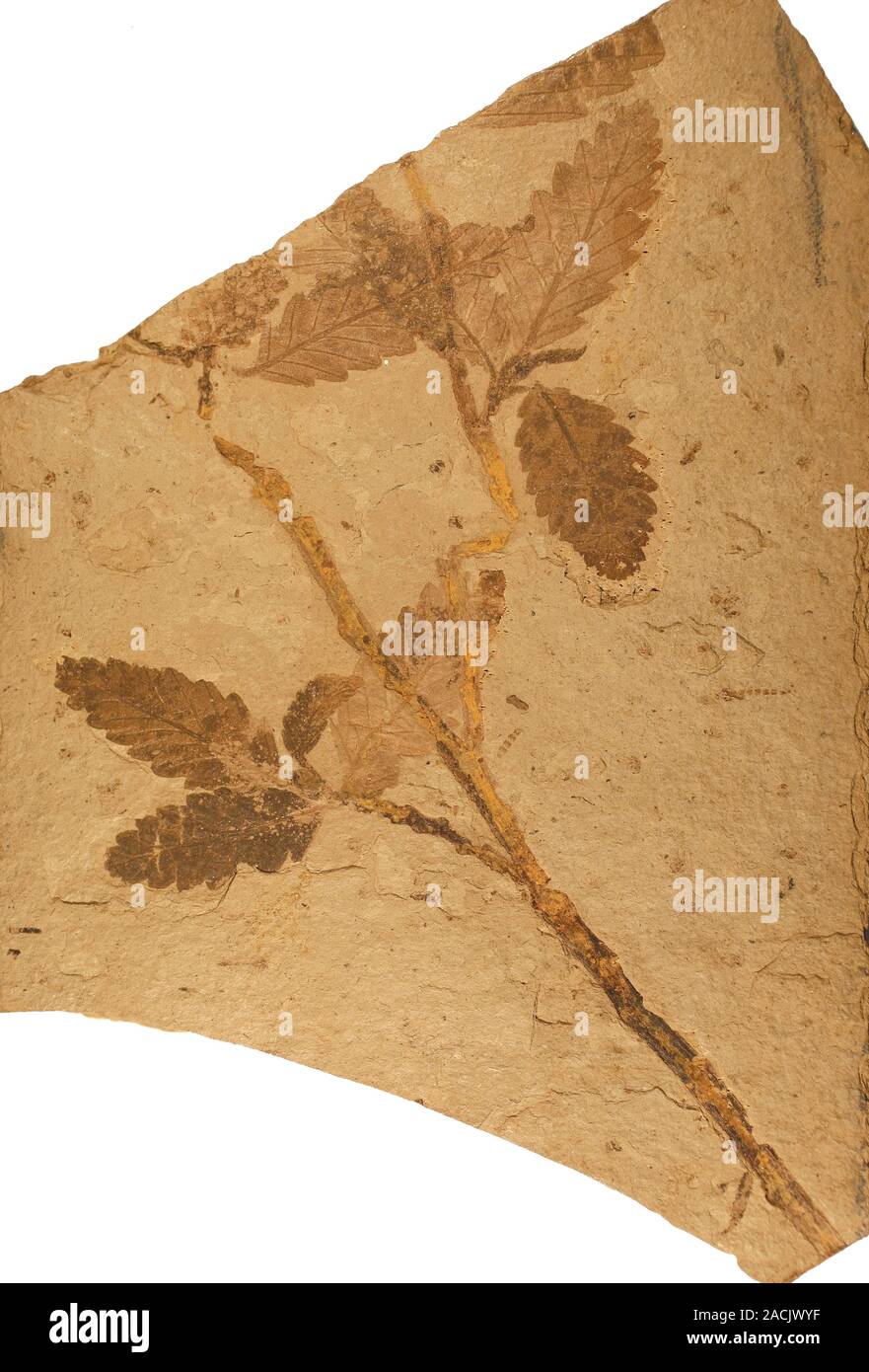Florissant Formation plant fossil. Fossil of the talks and leaves of a ...