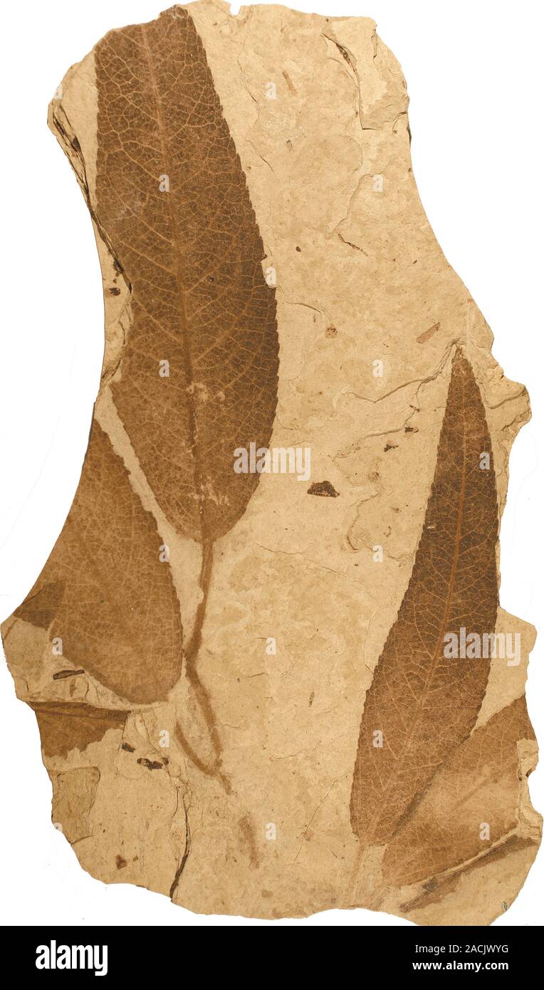 Florissant Formation plant fossil. Fossil of the leaves of a Populus ...