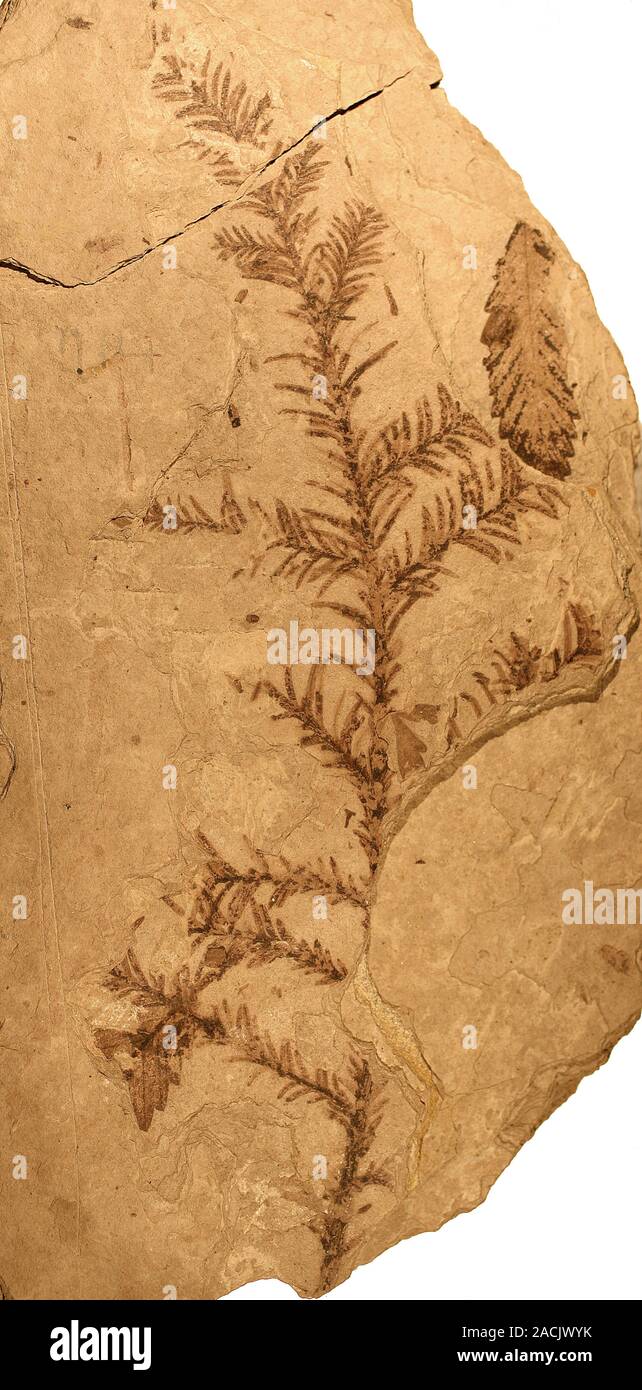 Florissant Formation plant fossil. Fossil of a branch and needles from ...