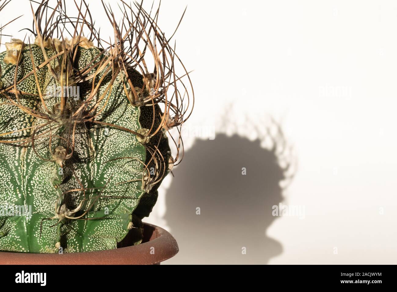 Cactus and its natural shadow on white background Stock Photo - Alamy