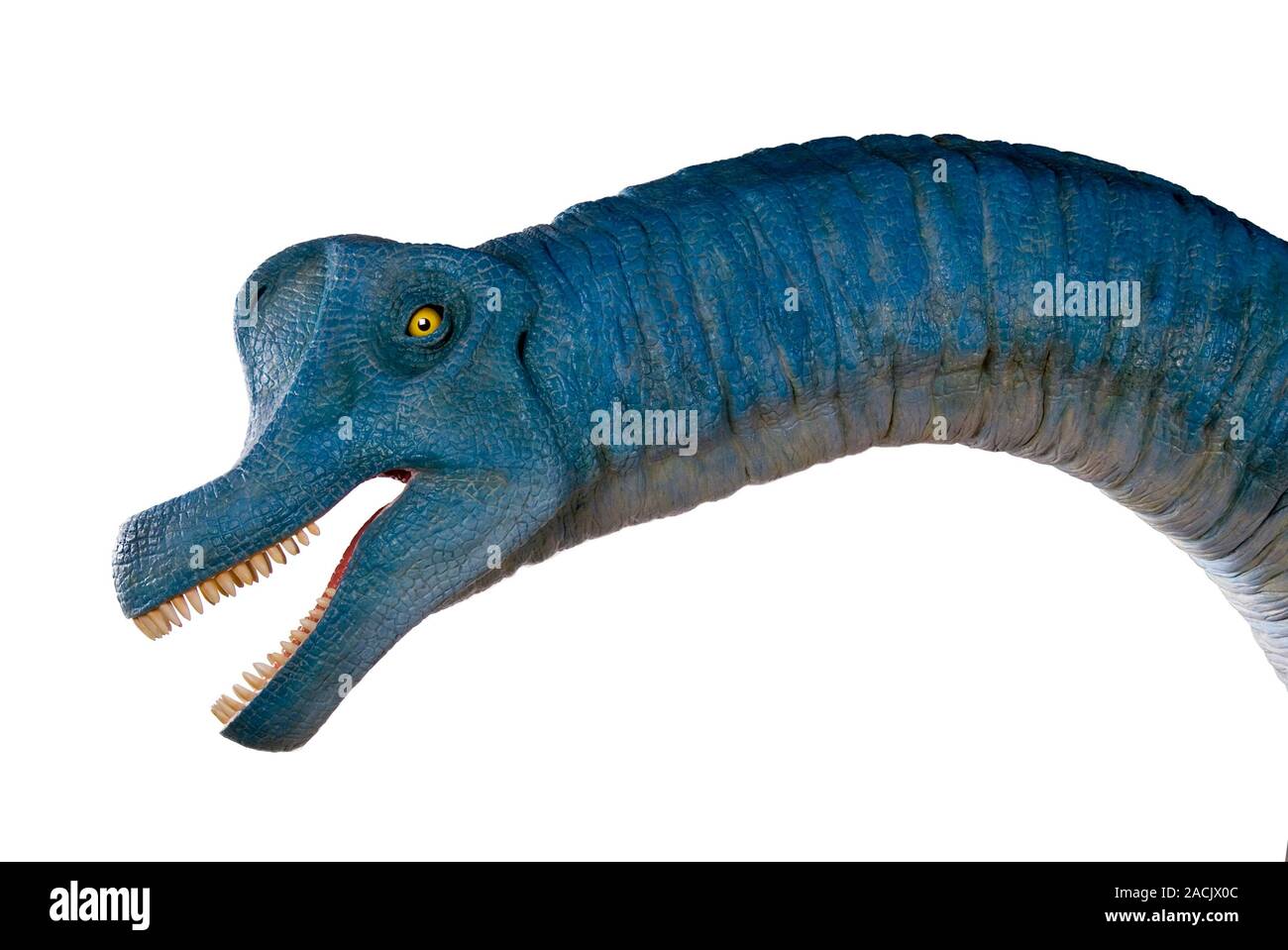 Model head of the dinosaur Brachiosaurus created by Kokoro for the ...