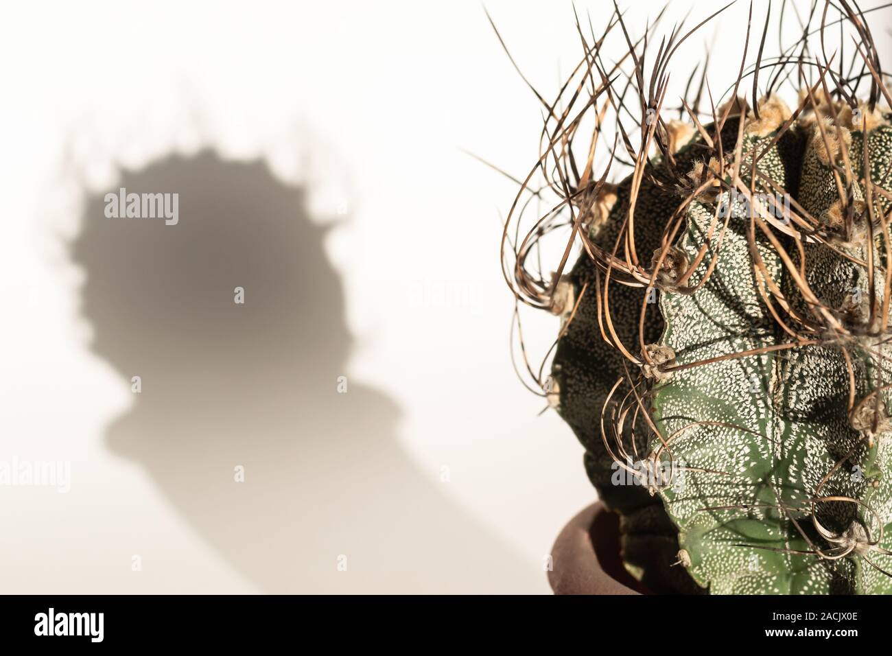 Cactus close-up and its natural shadow on white background Stock Photo ...