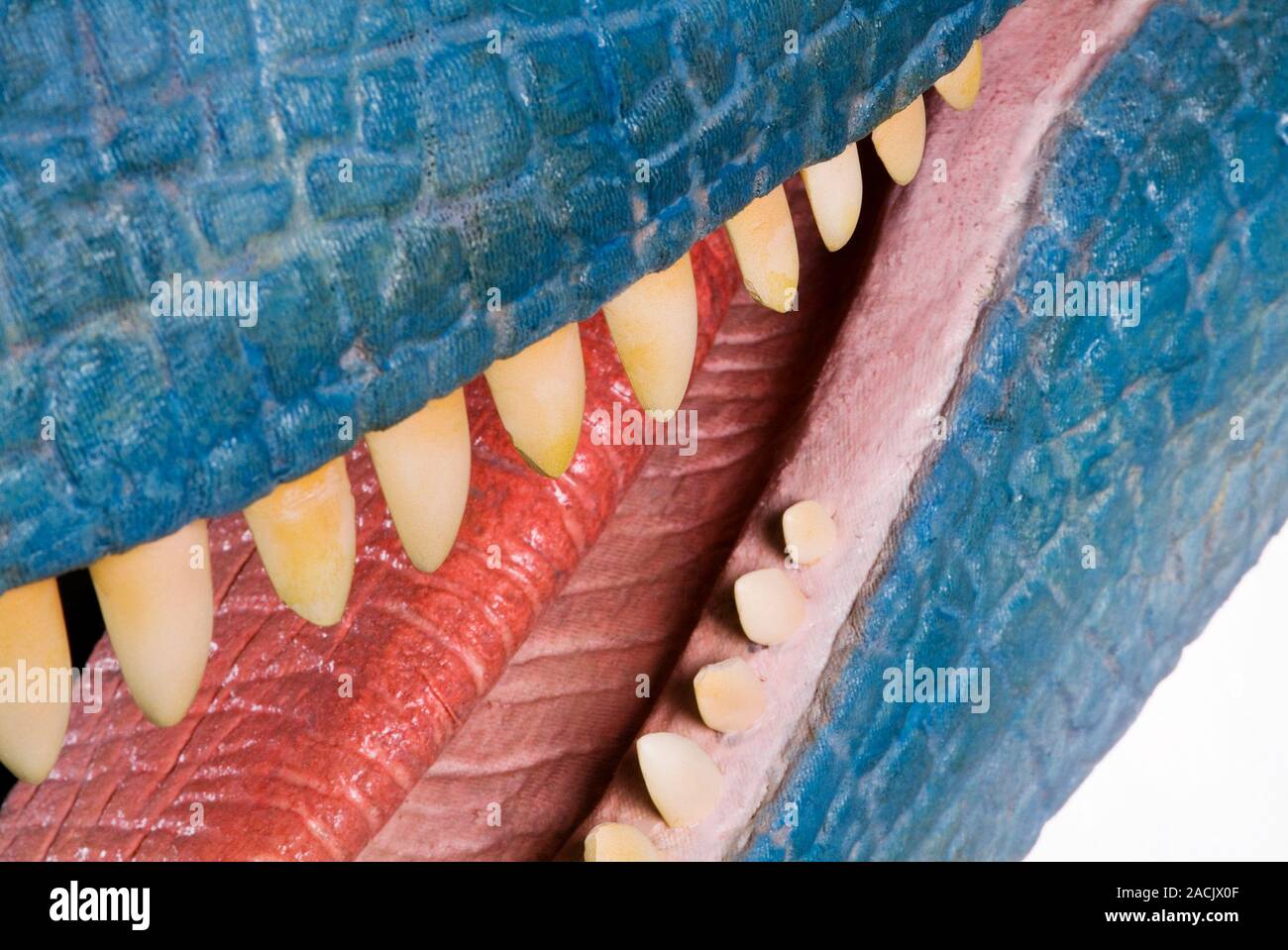 Model head of the dinosaur Brachiosaurus created by Kokoro for the ...