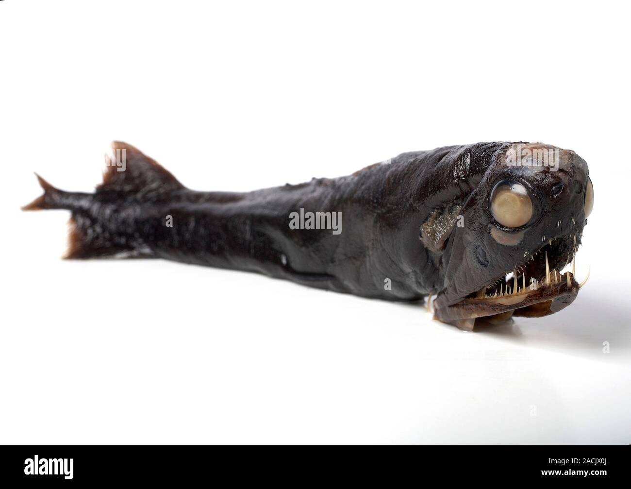 Deep-sea dragonfish specimen. This dragonfish is the northern stoplight ...