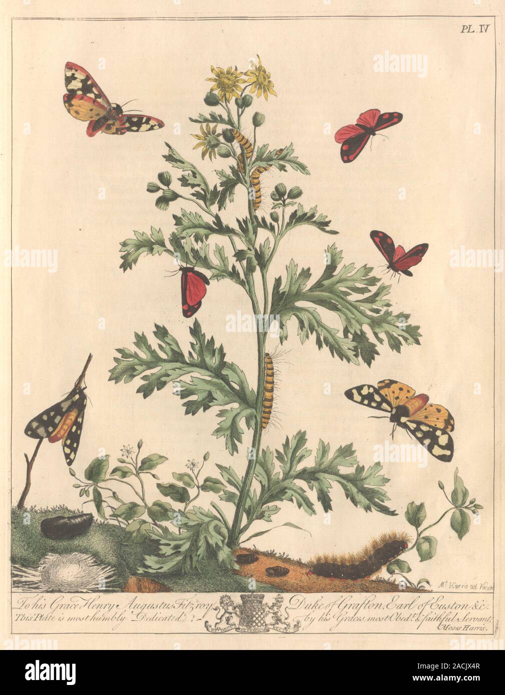 Pink underwing moth (Phyllodes imperialis). Illustration from 'The ...