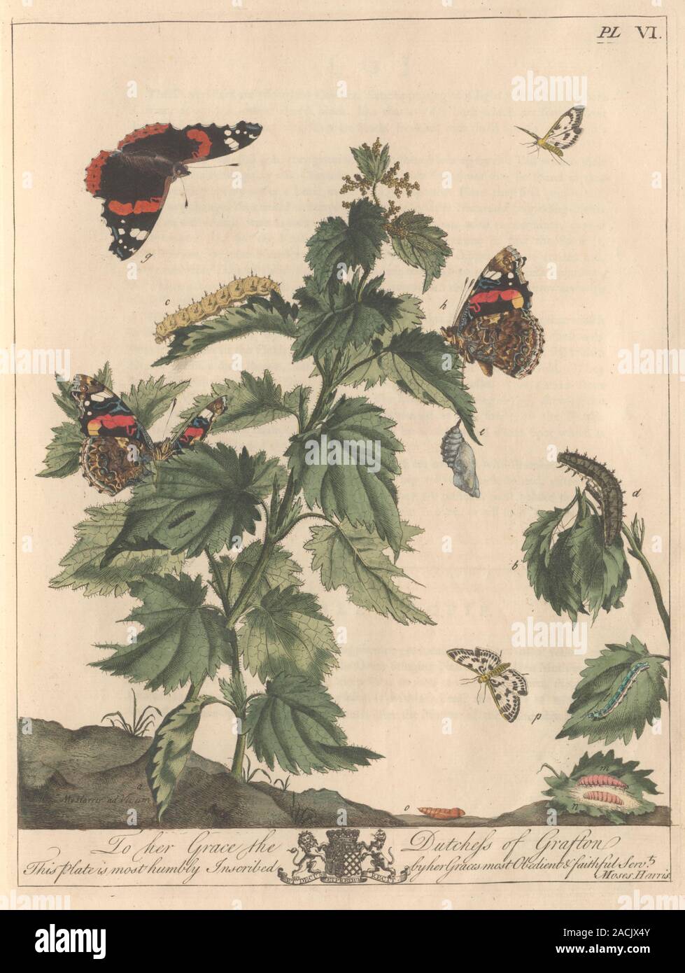Red admiral butterfly (Vanessa atalanta). Illustration from 'The ...