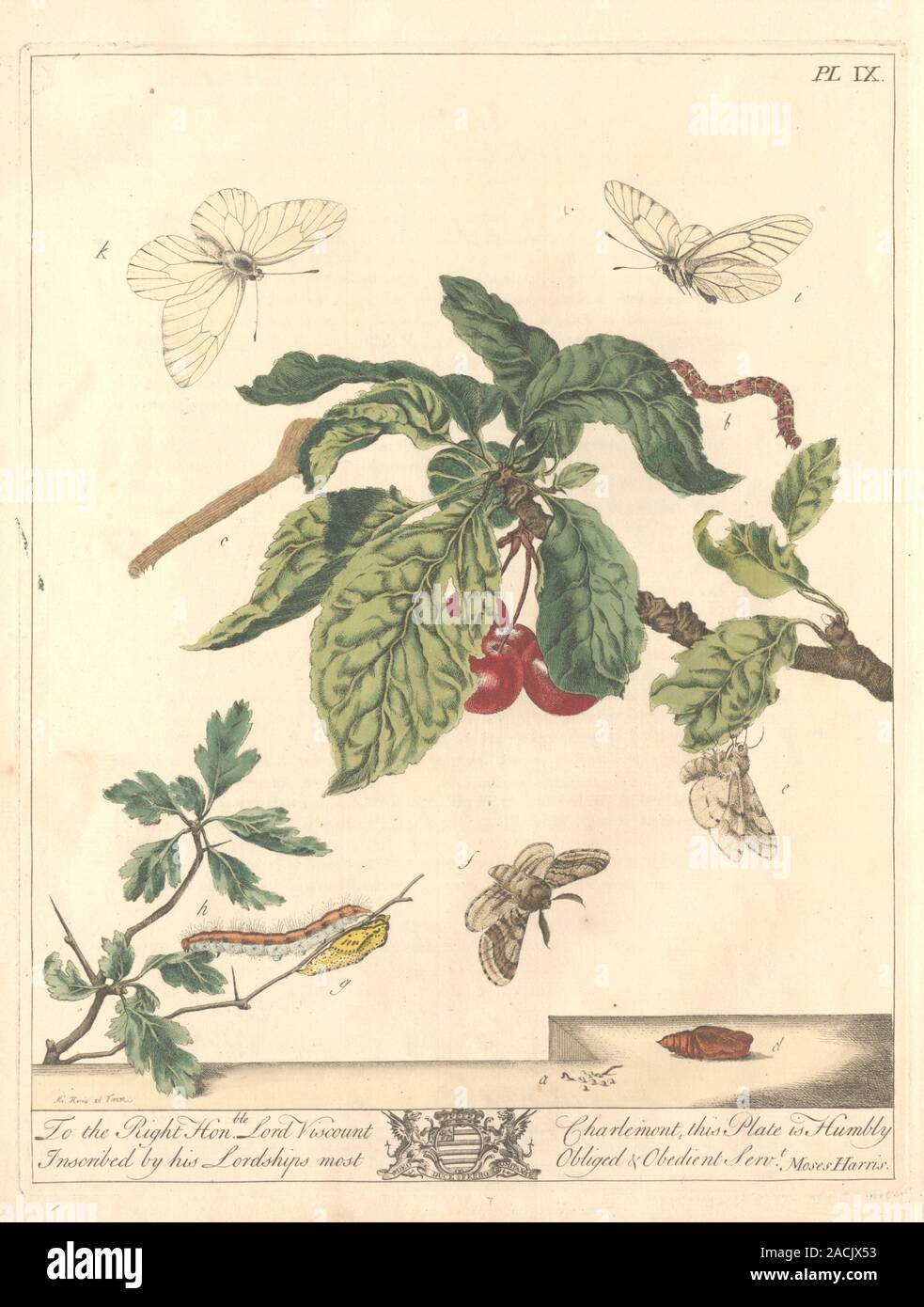 Brindled beauty moth (Lycia hirtaria). Illustration from 'The Aurelian ...