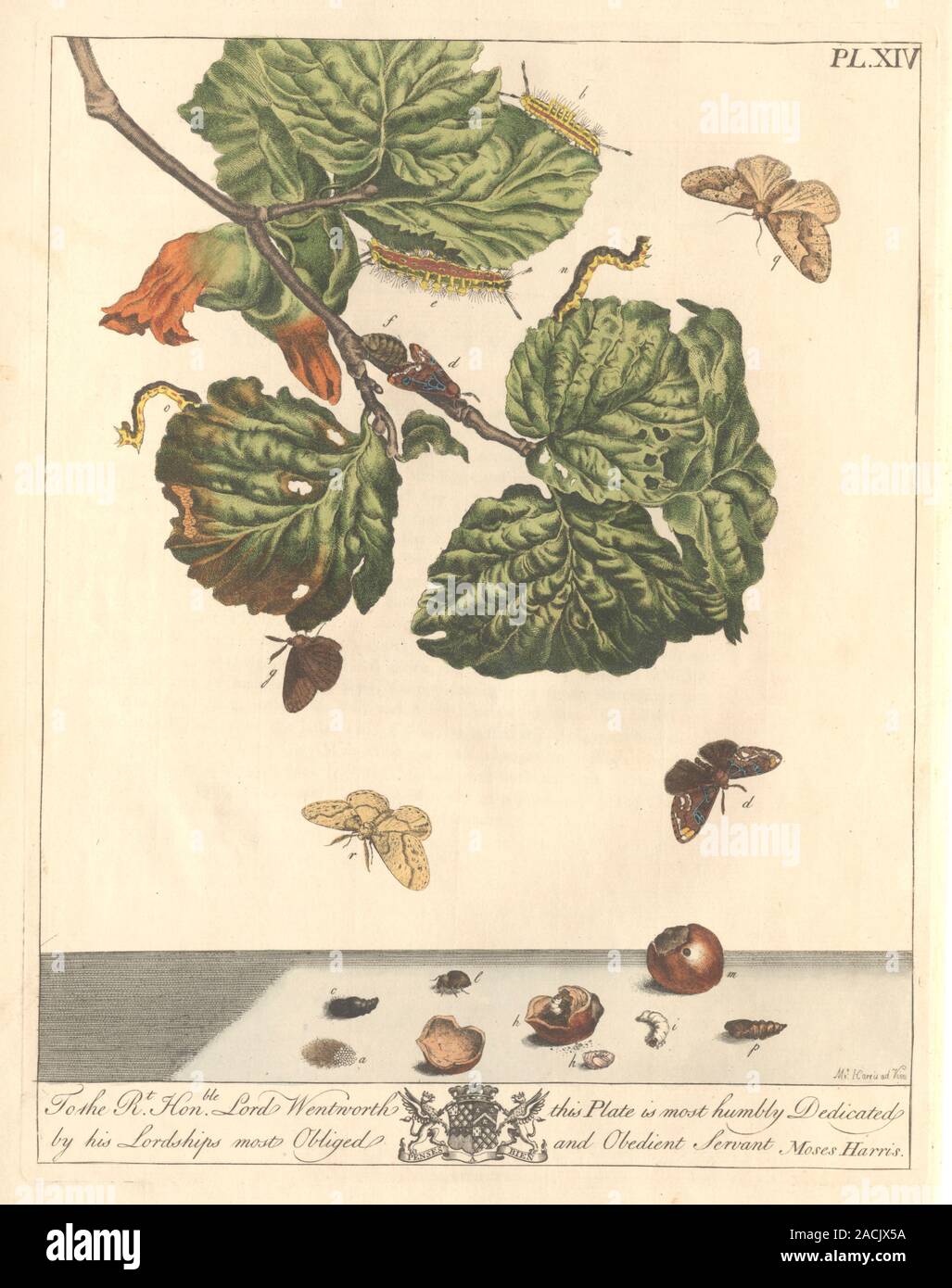 Stored nut moth (Paralipsa gularis). Illustration from 'The Aurelian ...