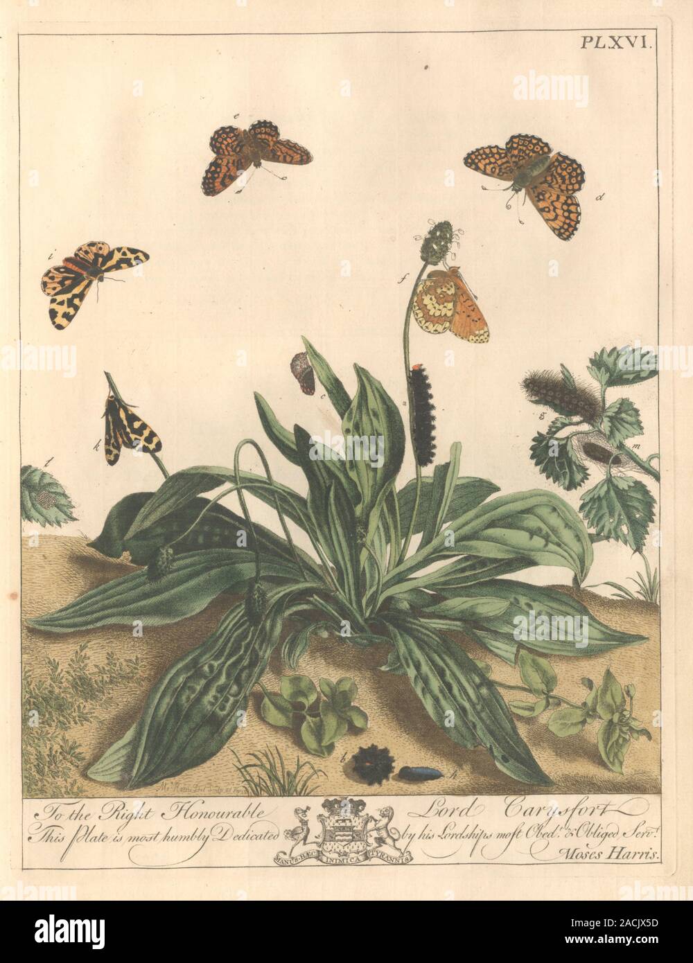 Glanville fritillary butterfly (Melitaea cinxia). Illustration from ...
