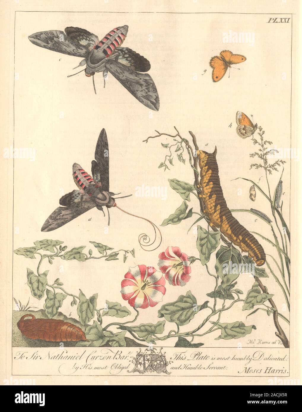Unicorn caterpillar moth (Schizura unicornis). Illustration from 'The ...
