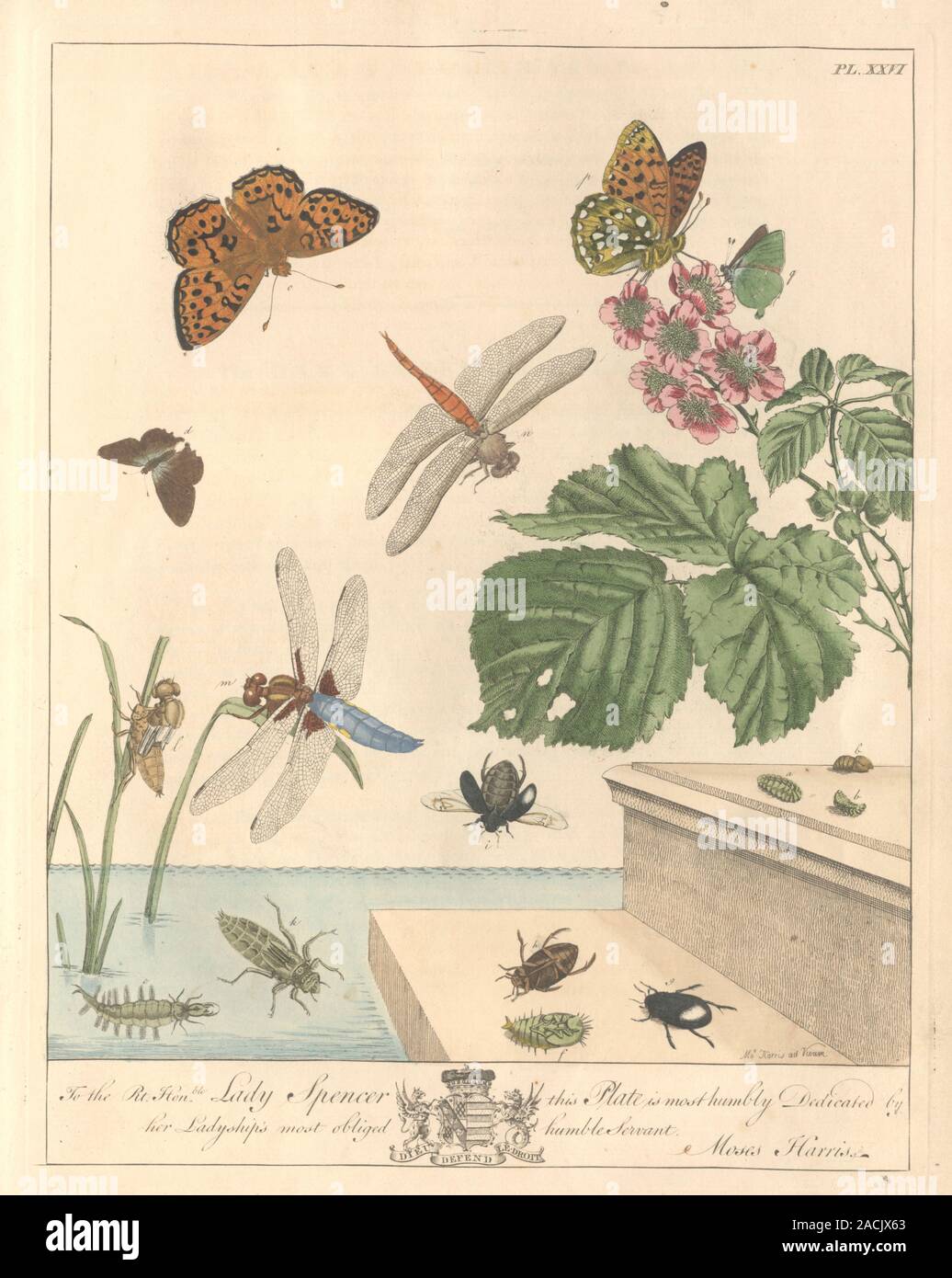 Butterflies, moths and dragonflies. Illustration from 'The Aurelian: or ...