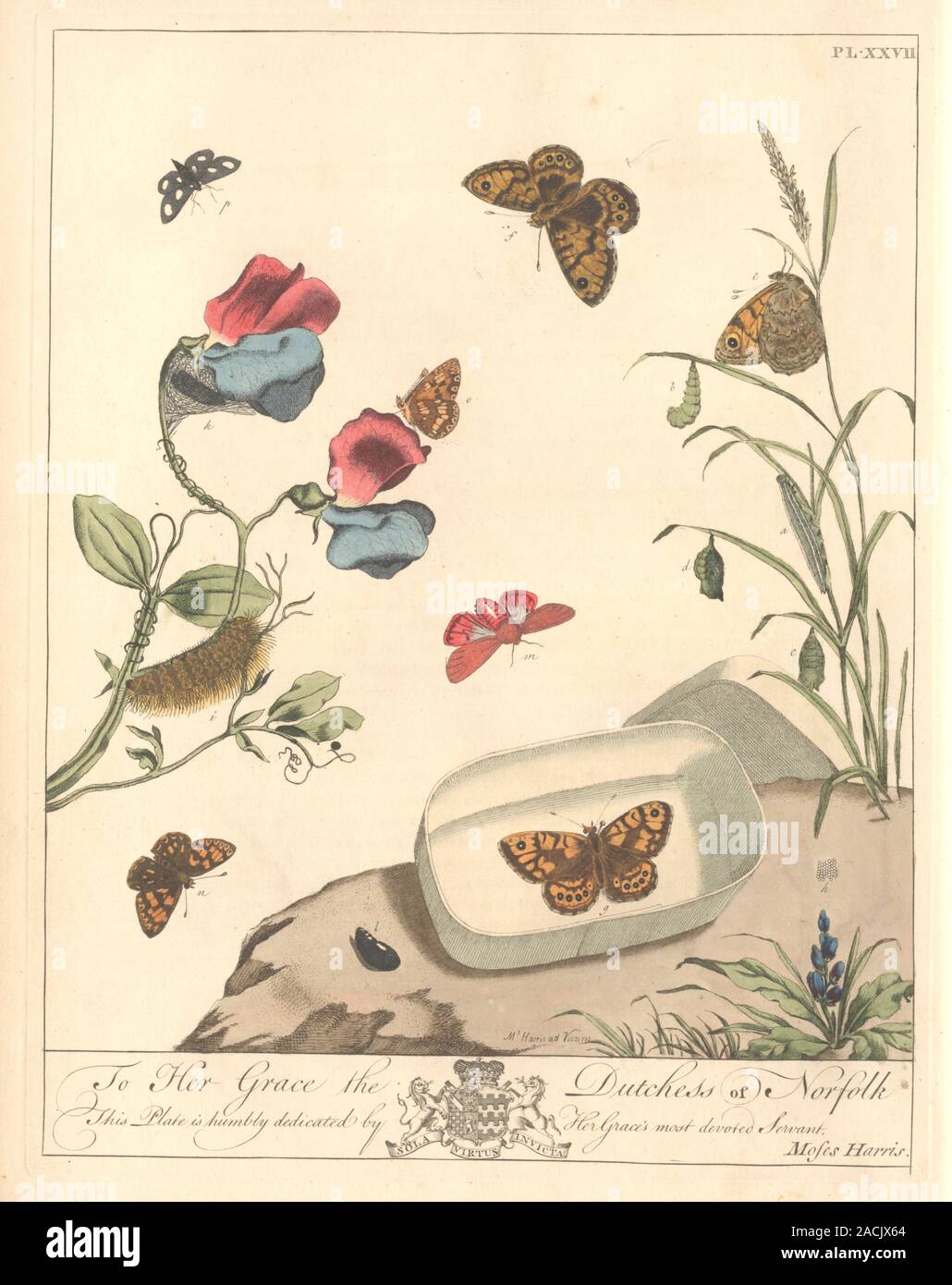 Ruby tiger moth (Phragmatobia fuliginosa). Illustration from 'The ...