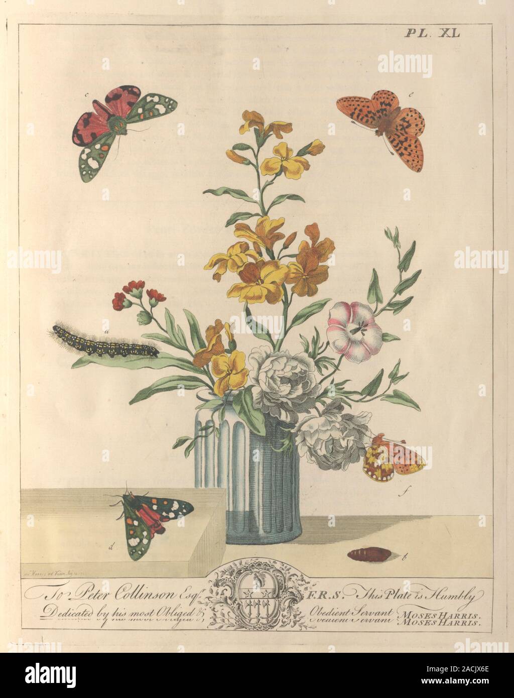 Tiger moths. Illustration from 'The Aurelian: or, Natural History of ...