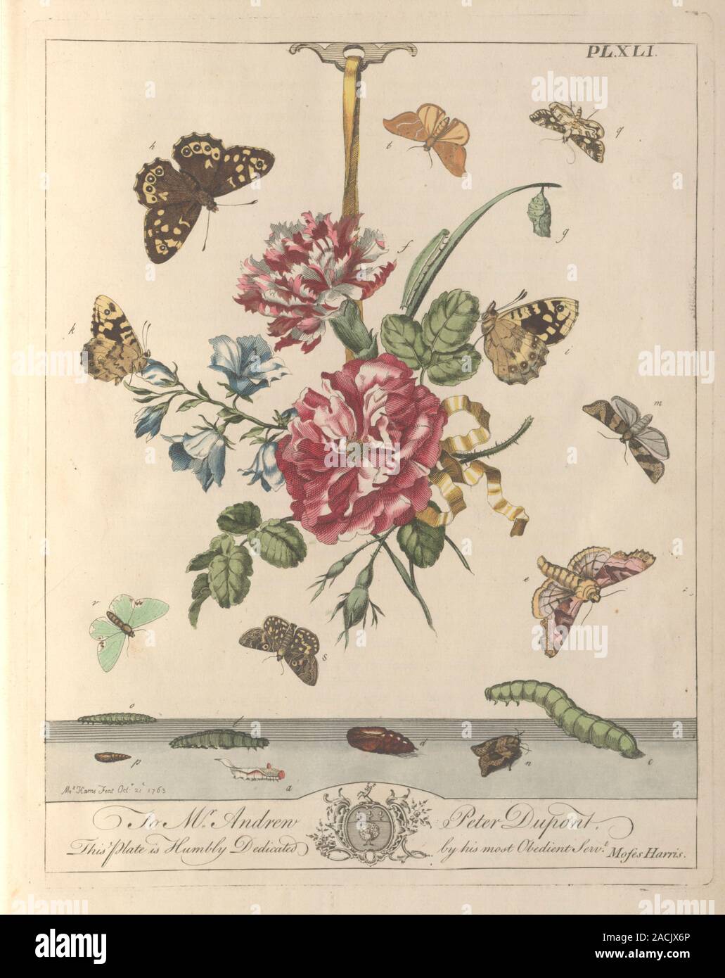 Angle shades moth (Phlogophora meticulosa). Illustration from 'The ...