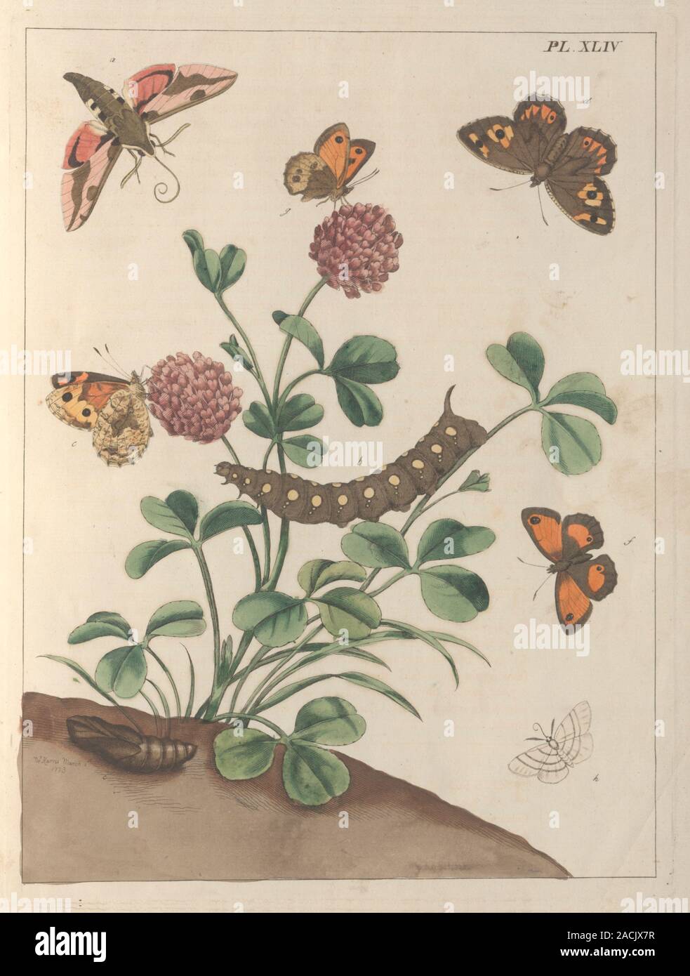 Spotted elephant hawk-moth (family Sphingidae). Illustration from 'The ...