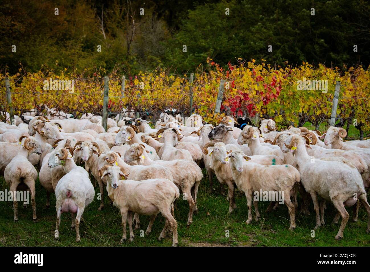 Sustainable development, Flock of sheep grazing grass in Bordeaux Vineyard Stock Photo - Alamy