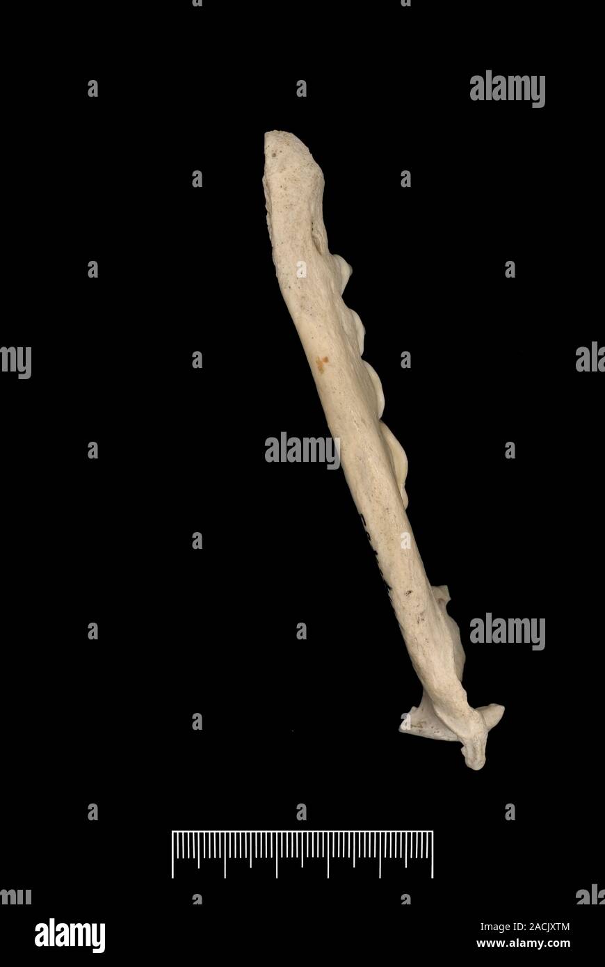 Falkland Islands fox jaw fragment. The Falklands fox (Dusicyon ...