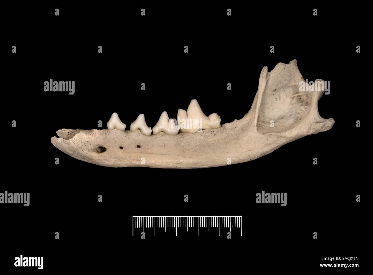 Falkland Islands fox lower jaw fragment. The Falklands fox (Dusicyon ...