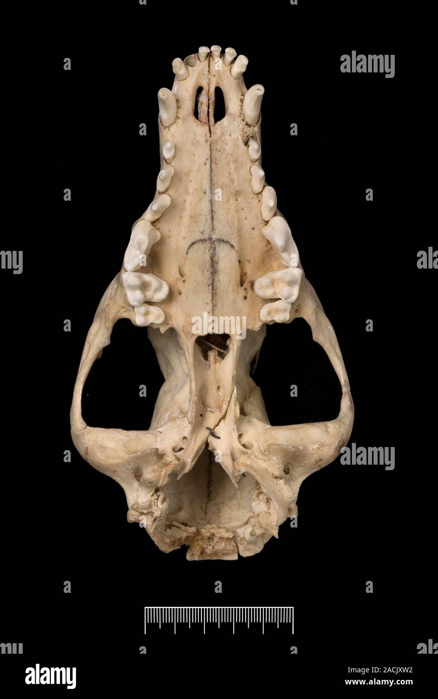 Falkland Islands fox skull. The Falklands fox (Dusicyon australis ...