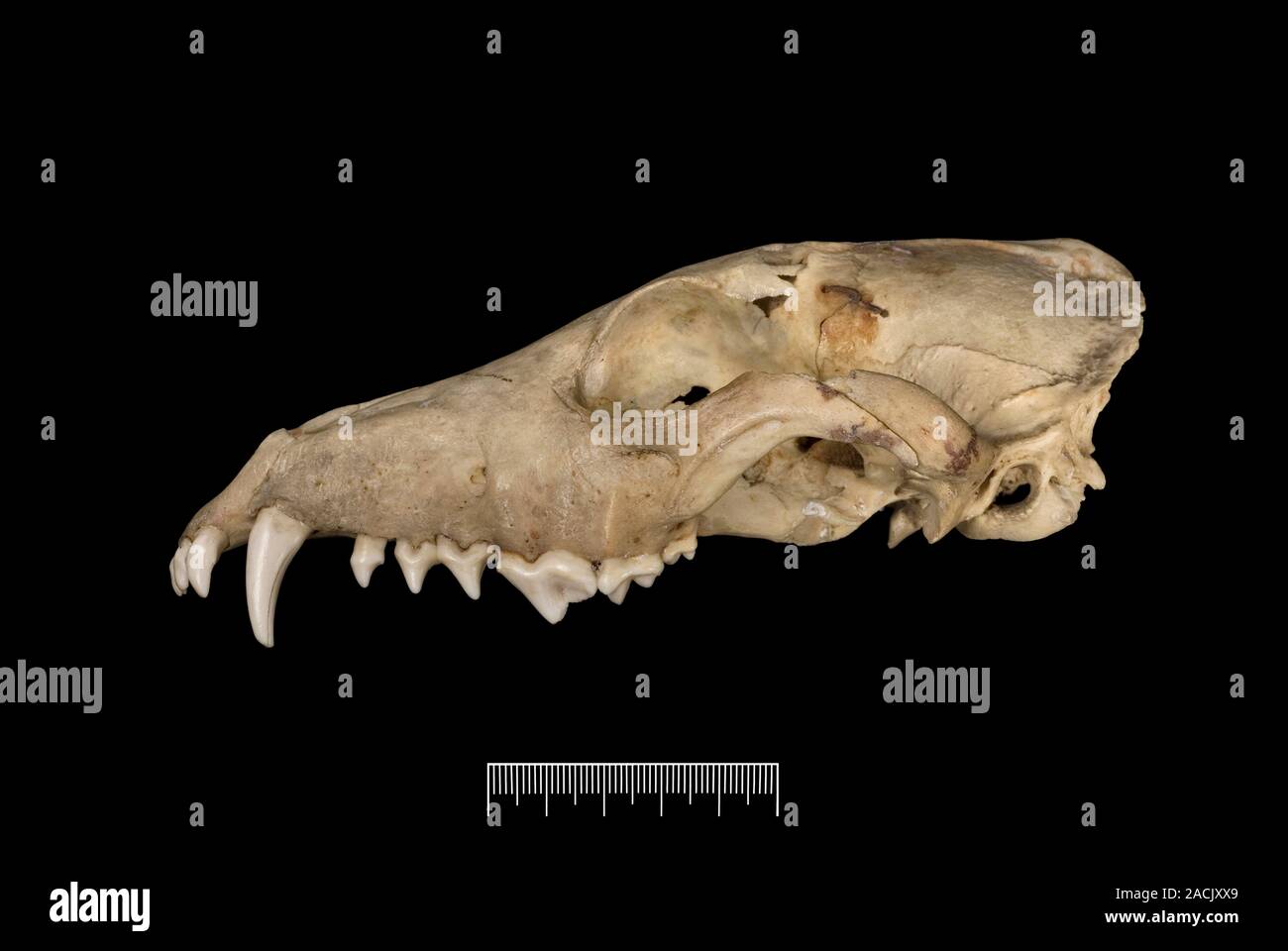 Falkland Islands fox skull. The Falklands fox (Dusicyon australis ...