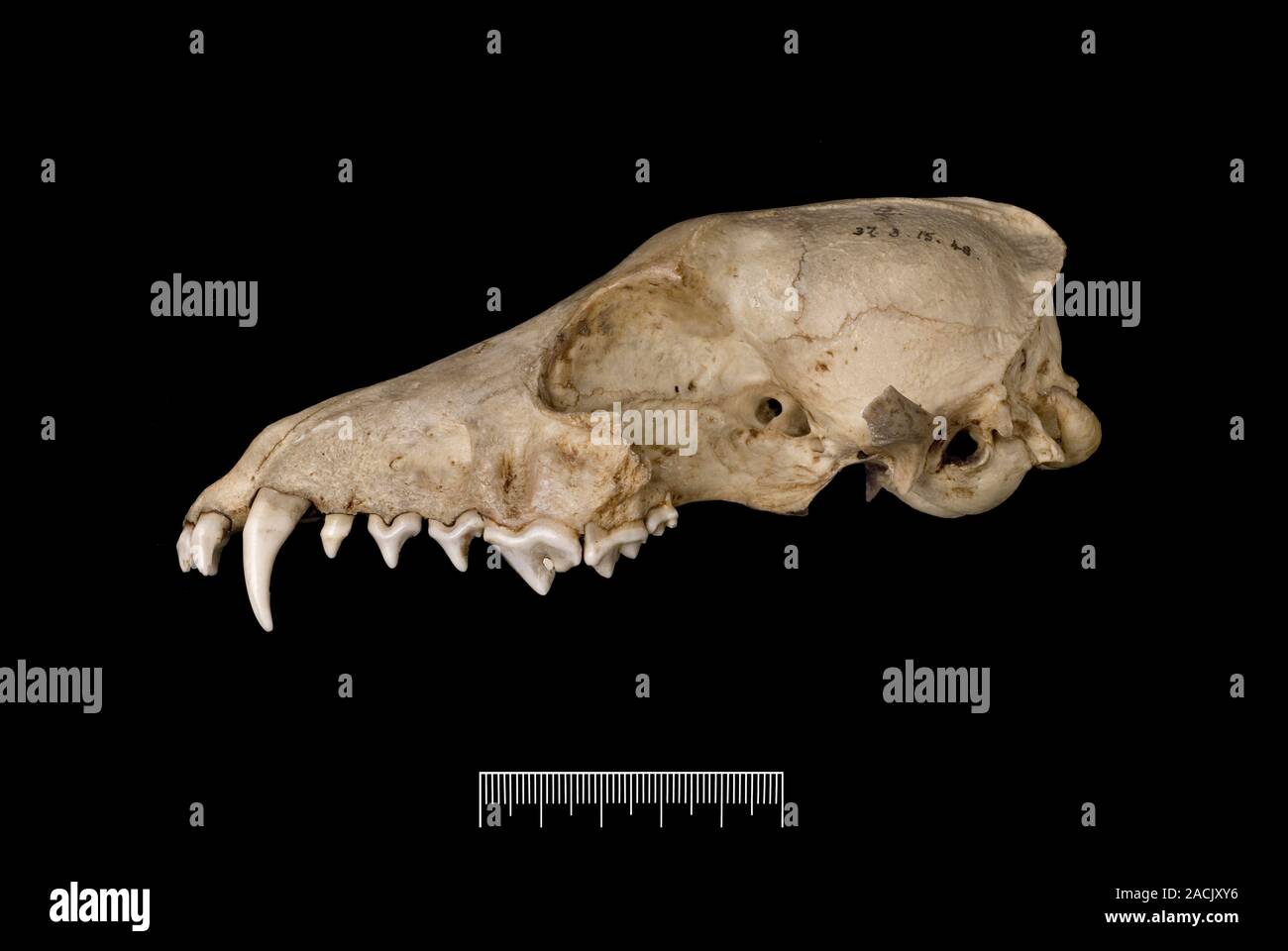 Falkland Islands fox skull. The Falklands fox (Dusicyon australis ...