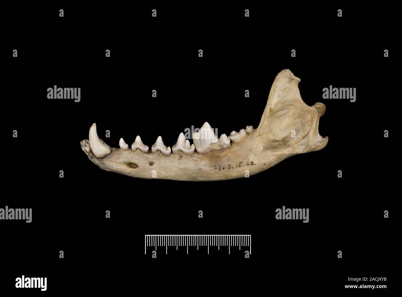 Falkland Islands fox lower jaw fragment. The Falklands fox (Dusicyon ...