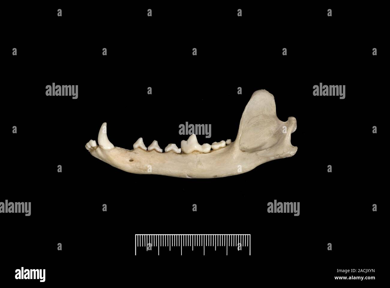 Falkland Islands fox lower jaw fragment. The Falklands fox (Dusicyon ...
