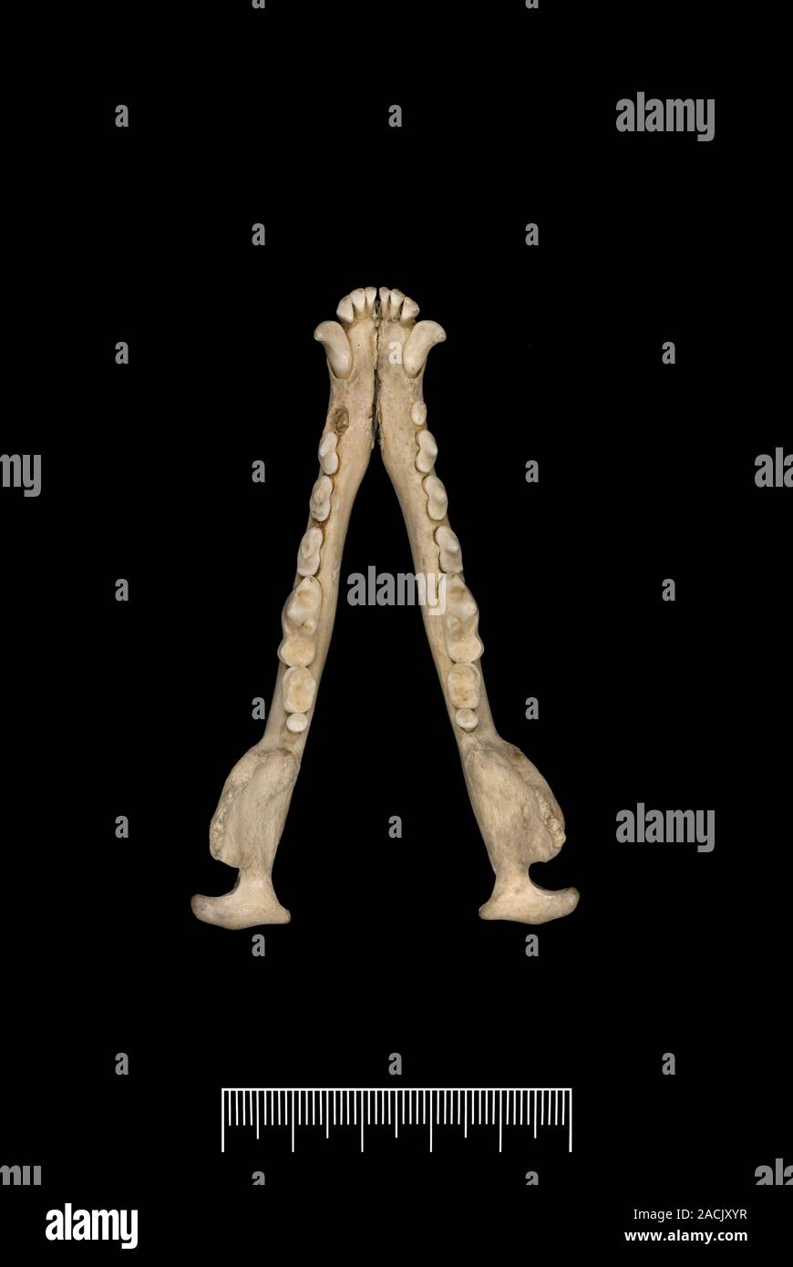 Falkland Islands fox jaw fragment. The Falklands fox (Dusicyon ...