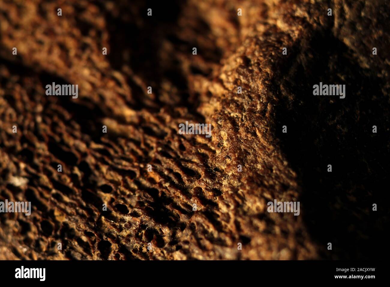 Petrified bone hi-res stock photography and images - Alamy