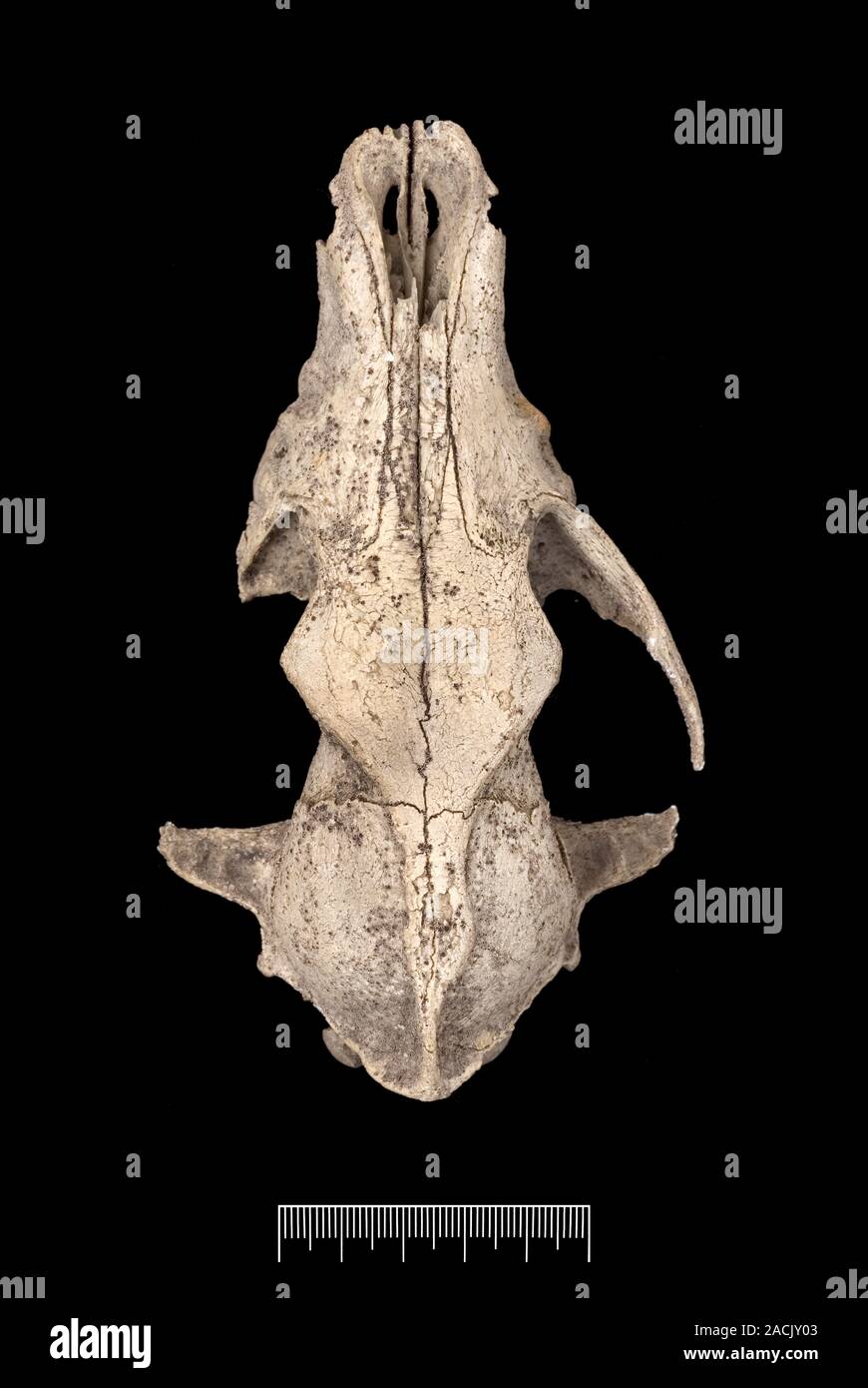 Falkland Islands fox skull. The Falklands fox (Dusicyon australis ...
