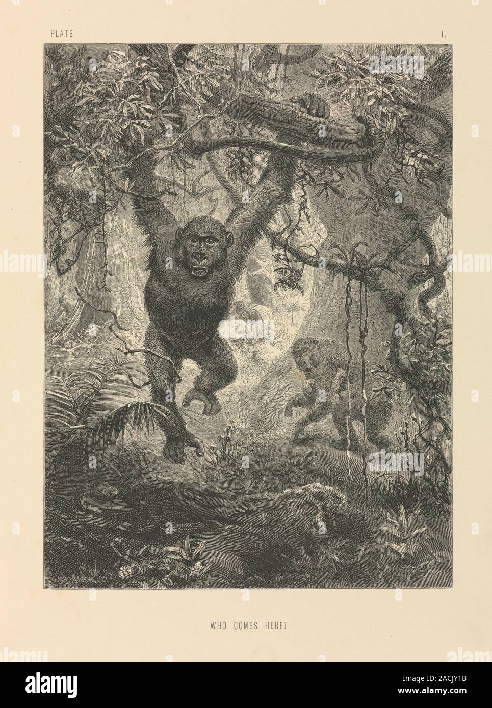 Primates, 19th century. This artwork is titled 'Who Comes Here?' It is ...