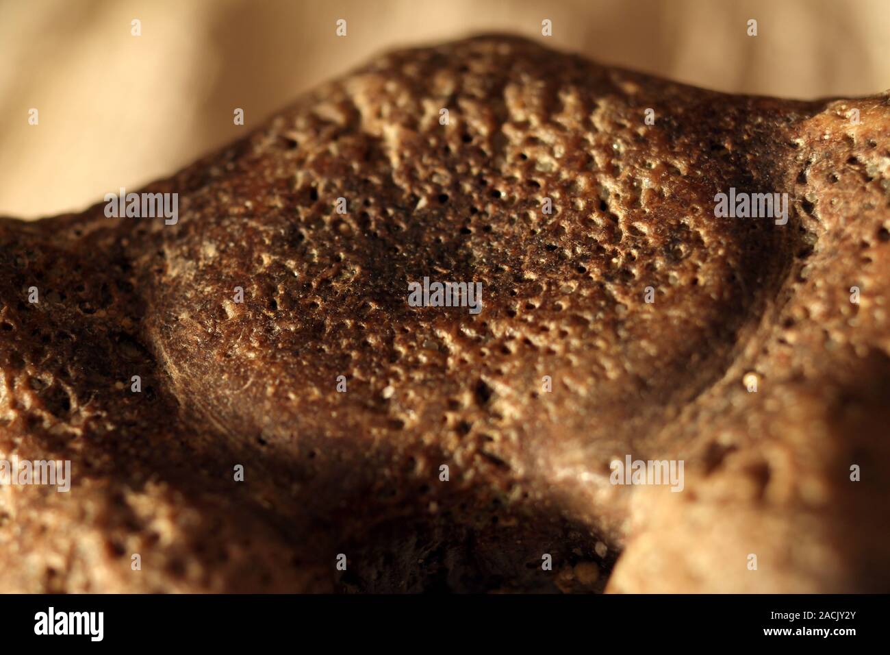 Petrifaction hi-res stock photography and images - Alamy