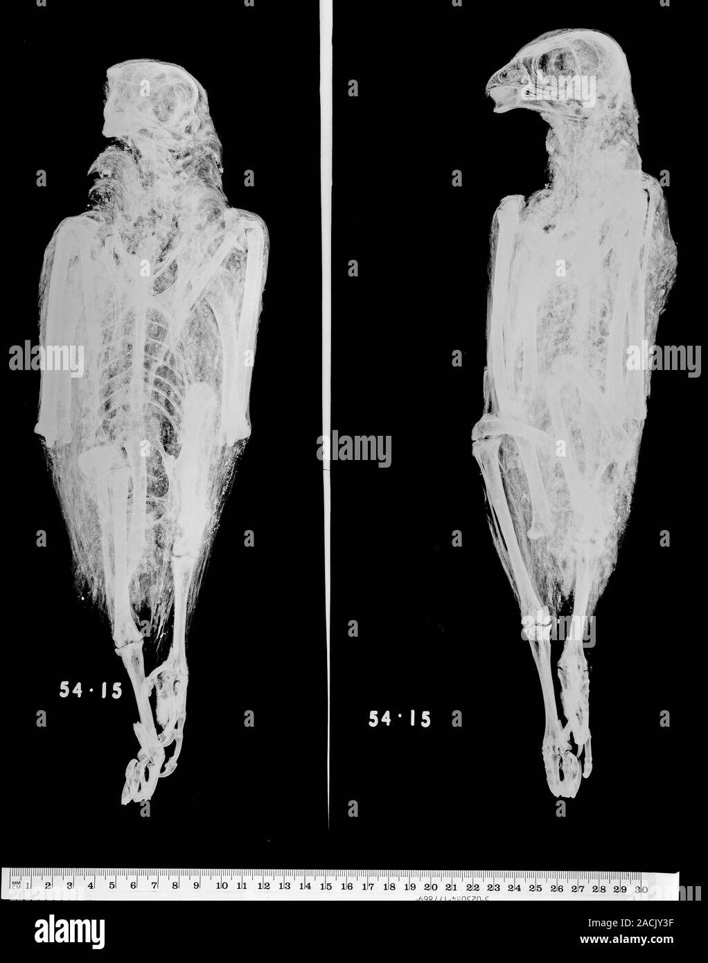 Saker falcon mummy. X-ray of an Ancient Egyptian bird mummy identified ...