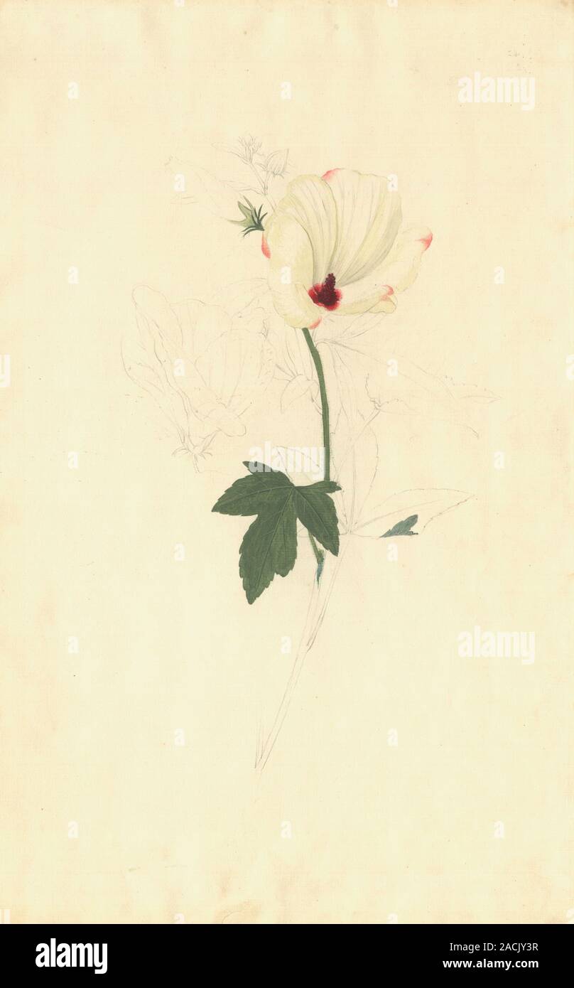 Hibiscus meraukensis flower. Drawing by Sydney Parkinson made during ...