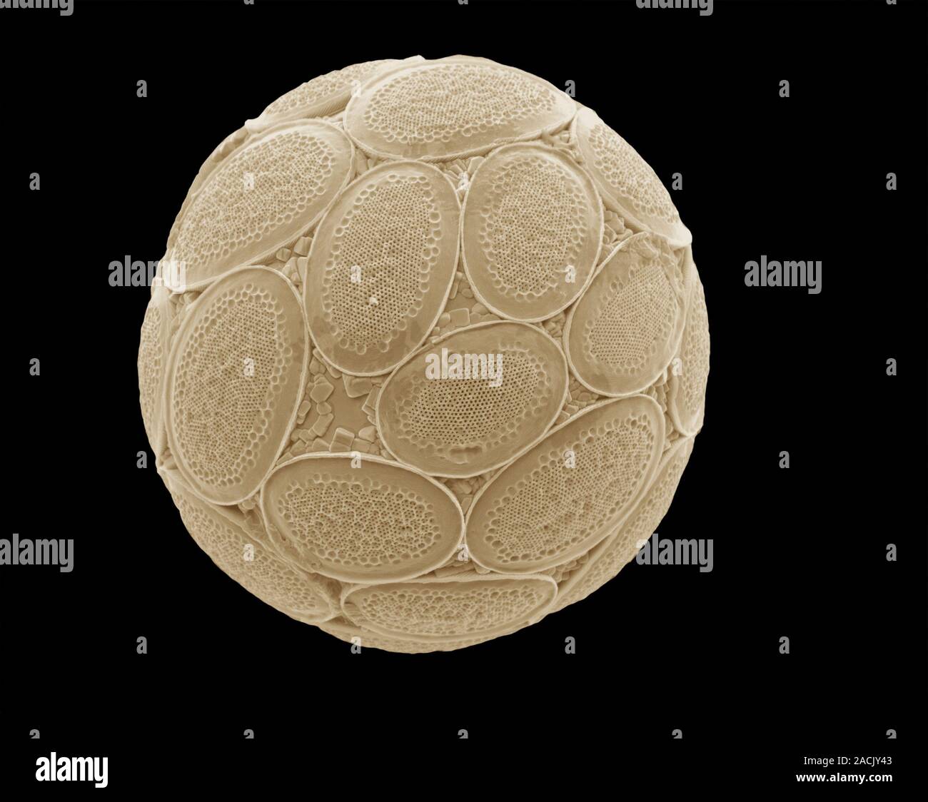 Calcareous phytoplankton. Coloured scanning electron micrograph (SEM ...