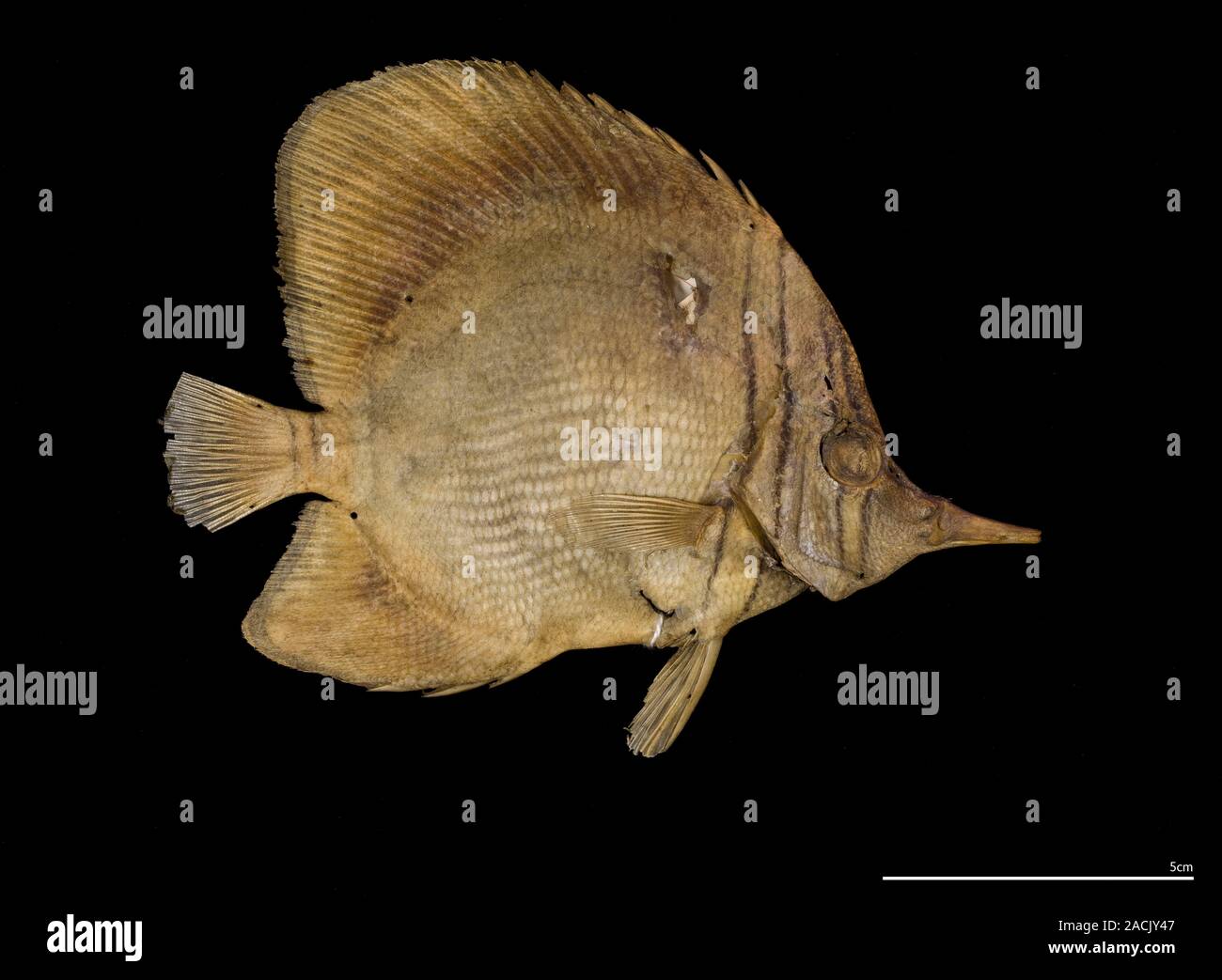 Margined coralfish (Chelmon marginalis). Dried specimen from Coral Bay ...