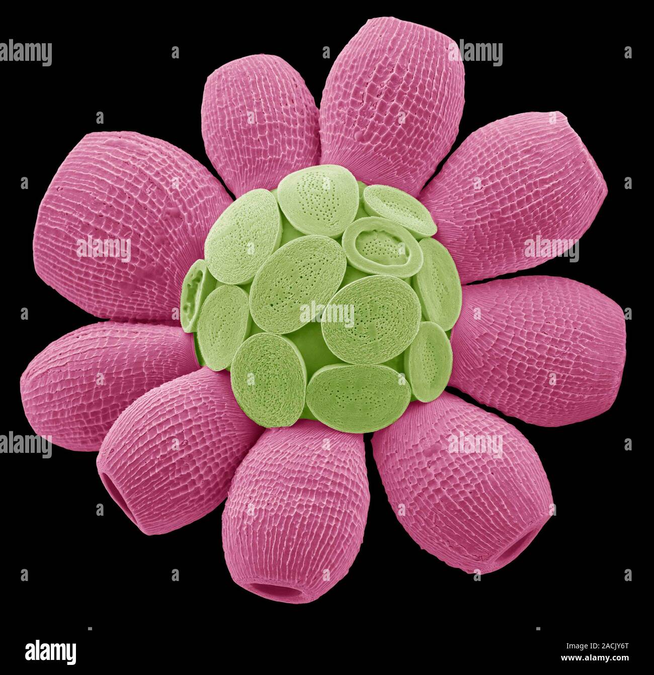 Calcareous phytoplankton. Coloured scanning electron micrograph (SEM ...