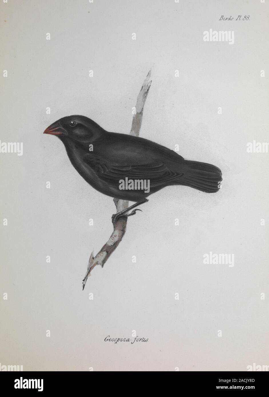Darwin finch. Artwork of the medium ground finch (Geospiza fortis). The ...