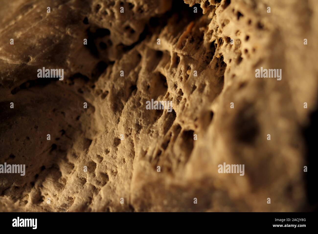 Osteo archaeology hi-res stock photography and images - Alamy
