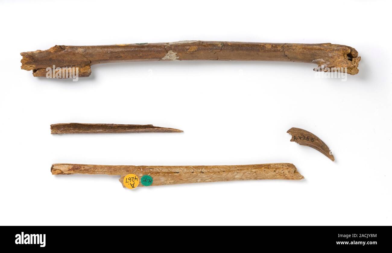 Fossil fragments from the prehistoric bird Marinavis longirostris. Seen ...