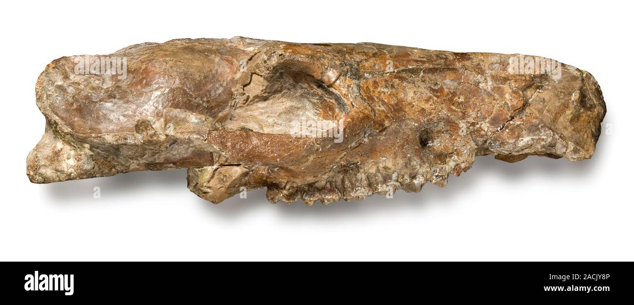 Fossil dawn horse skull (Phiolophus vulpiceps). Found in Harwich, Essex ...